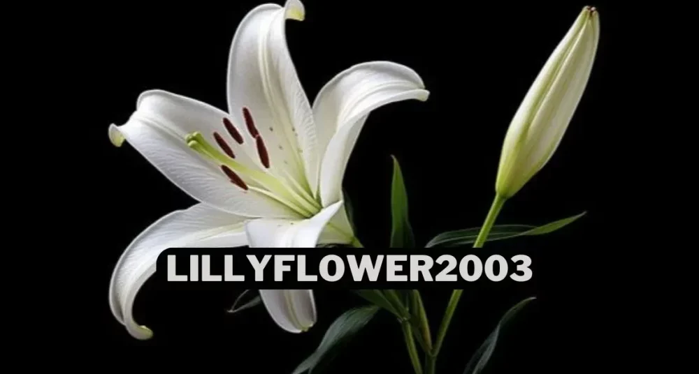 A complete overview of lillyflower2003